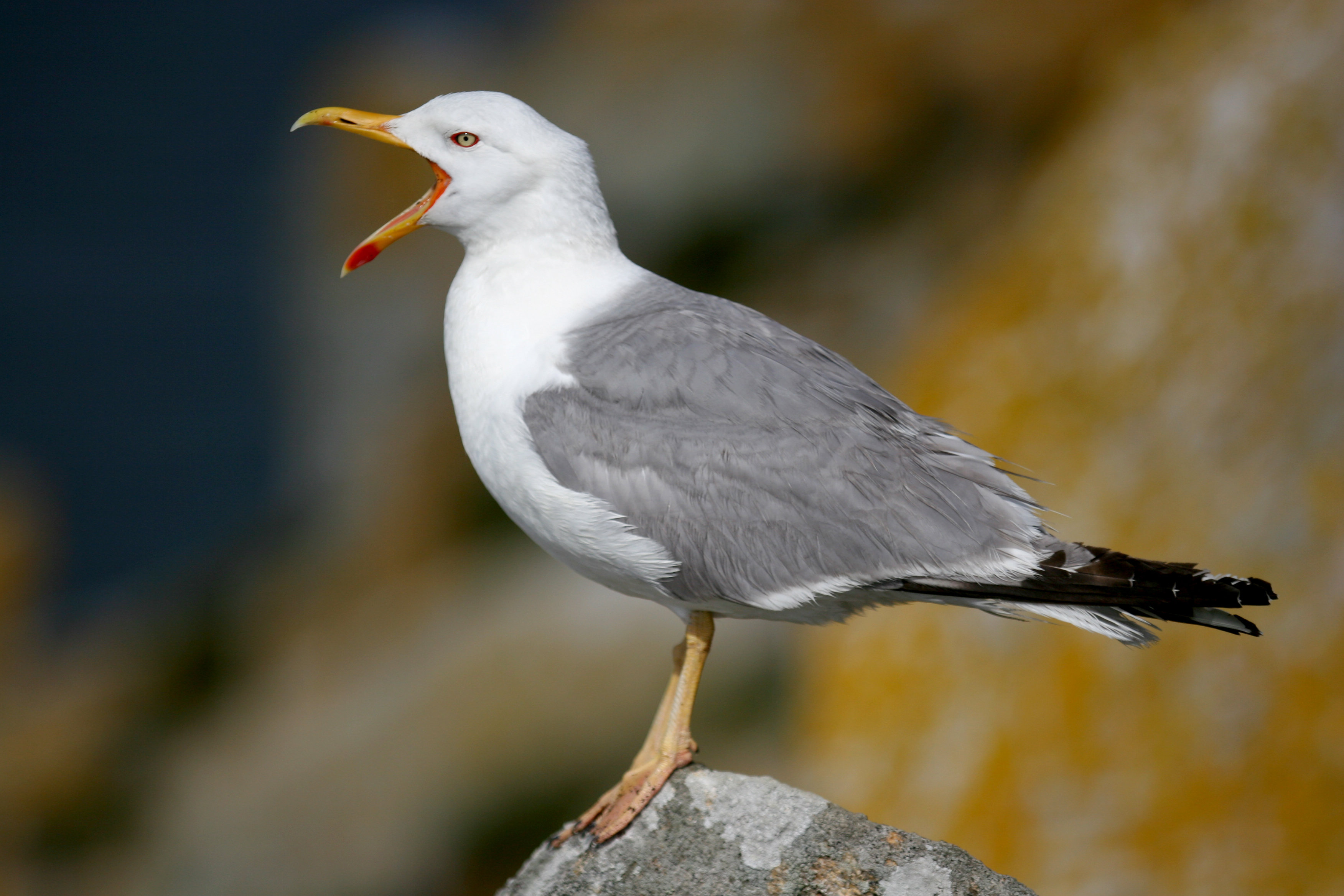 Highland Dunes Isolated Seagull by Luisportugal | Wayfair