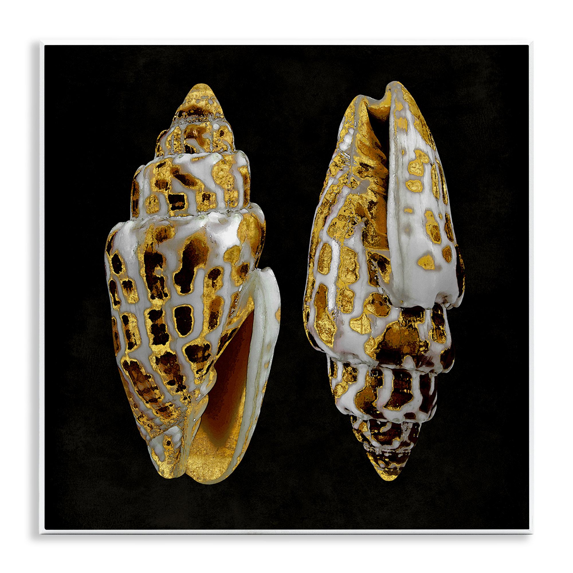 Highland Dunes Spotted Cowrie Shells Wall Plaque Art by Caroline Kelly ...