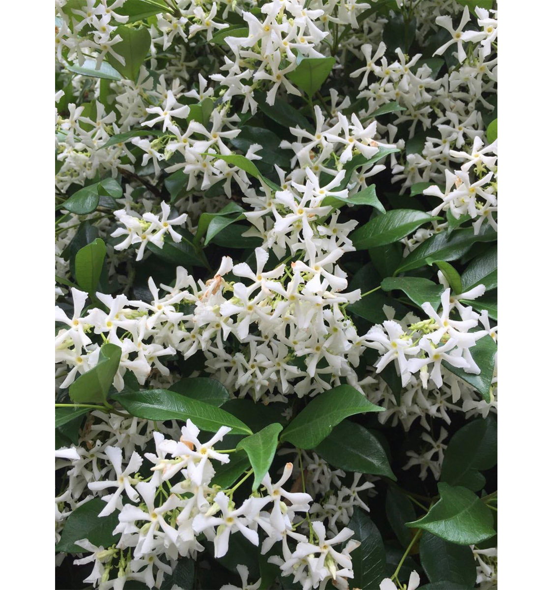 American Plant Exchange Green Confederate Jasmine, 10-Inch Pot Live ...