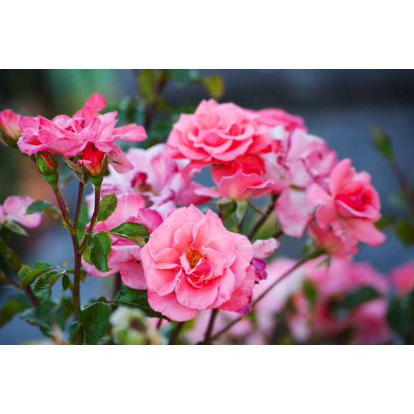 Ebern Designs " Bushes Of Pink Roses In The Garden " by Alexander ...