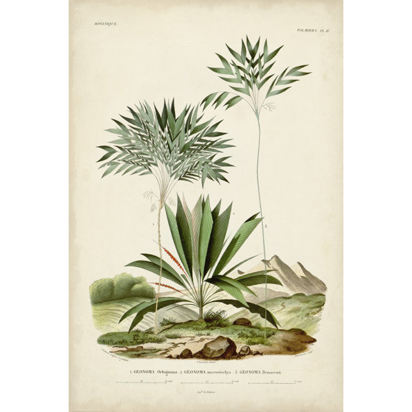 Bay Isle Home Antique Palm Collection VIII by M. Charles D'Orbigny ...