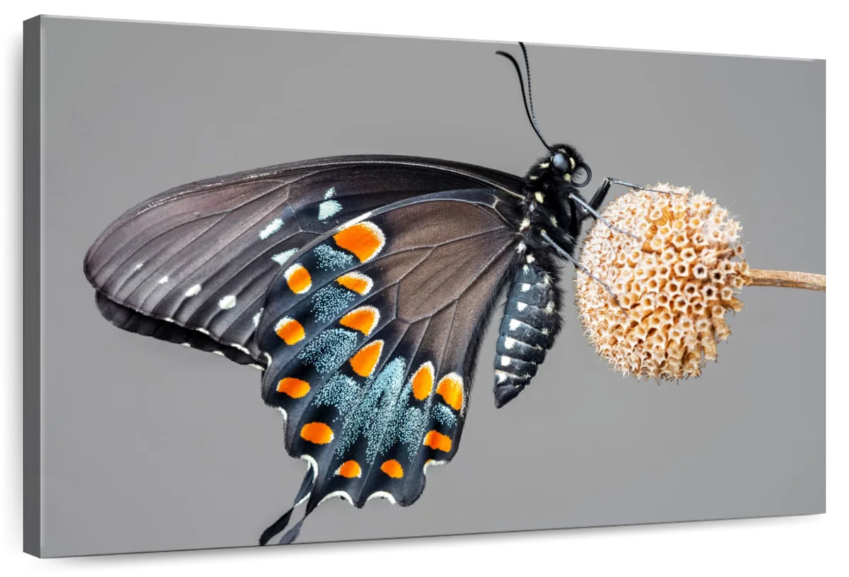 Ebern Designs Brampt Black Swallowtail Butterfly - Wayfair Canada