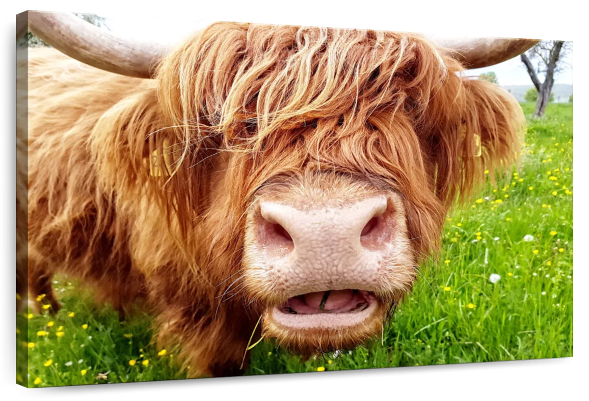 Ebern Designs Brampt Long Hair Cow | Wayfair