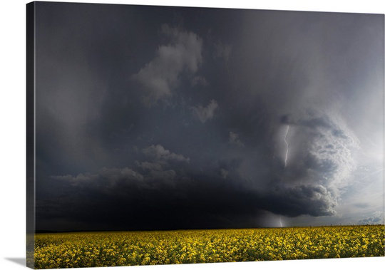 The Twillery Co.® Straub 'Stormfront' by Franz Schumacher Graphic Art ...