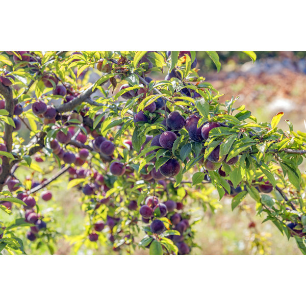 17 Stories Plums Of The Plum Tree by Funtay - Wrapped Canvas Print ...