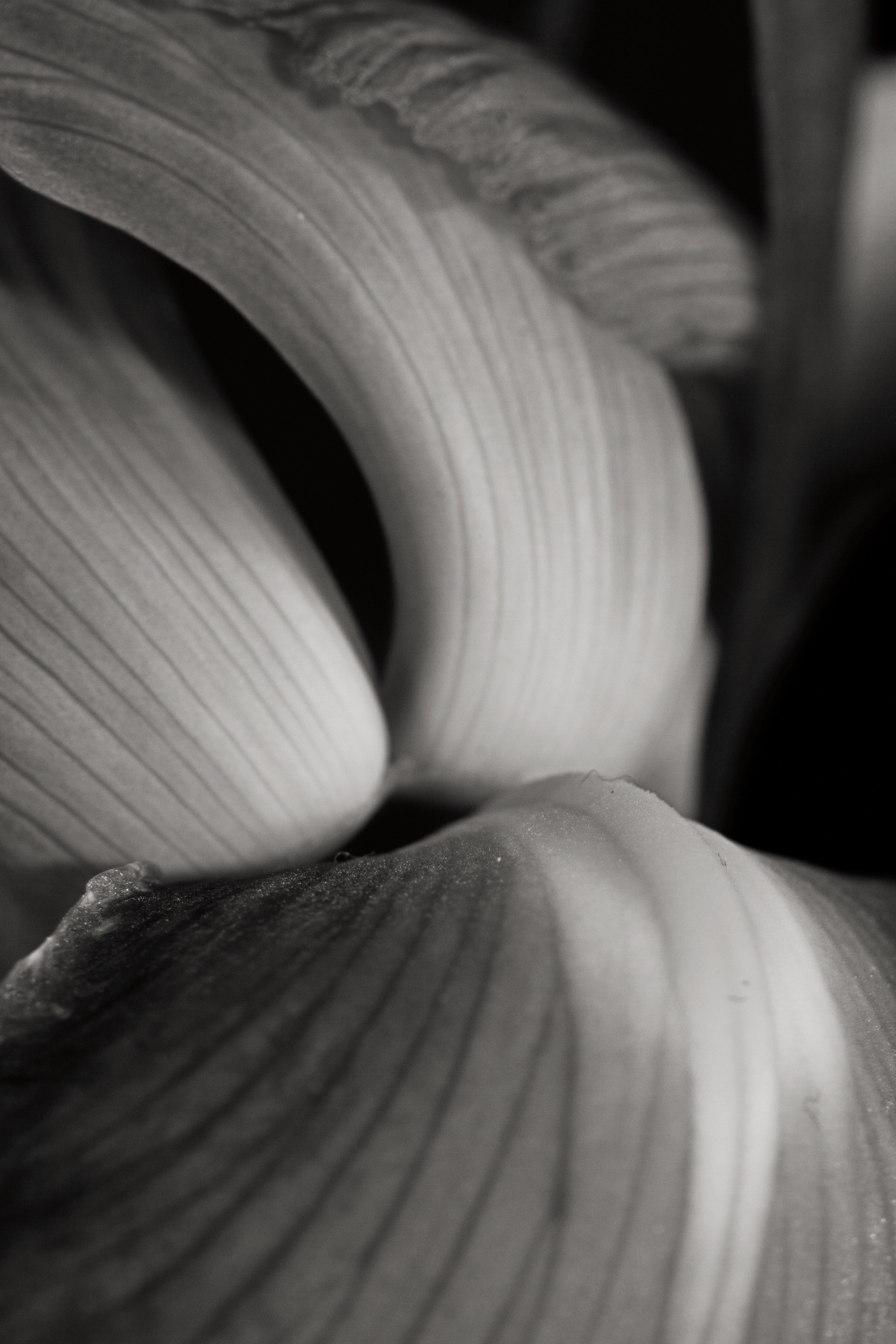 Orren Ellis Iris Abstract II - Wayfair Canada