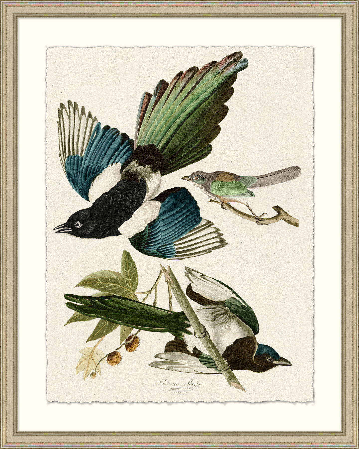 Wendover Art Group American Magpie by John James Audubon - Picture ...