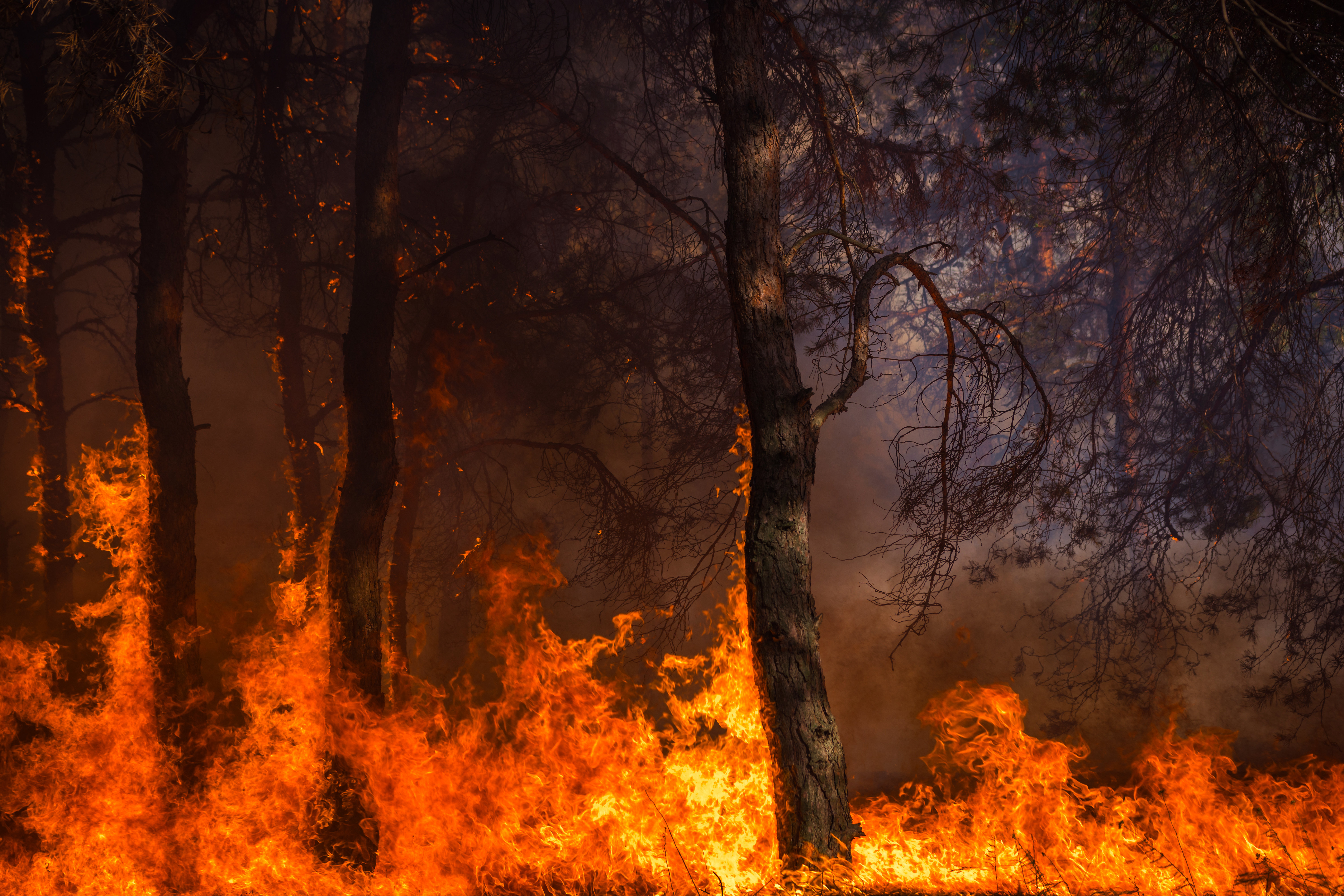 Alpen Home Eddystone Burning Pine Forest by Lumppini - Wrapped Canvas ...