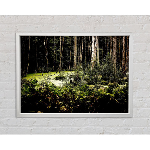Bright Star Swamp In The Depth Of The Forest - Single Picture Frame Art ...