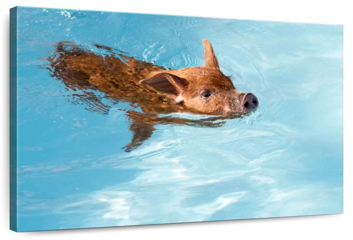 Ebern Designs Brampt Swimming Red Piglet - Wayfair Canada