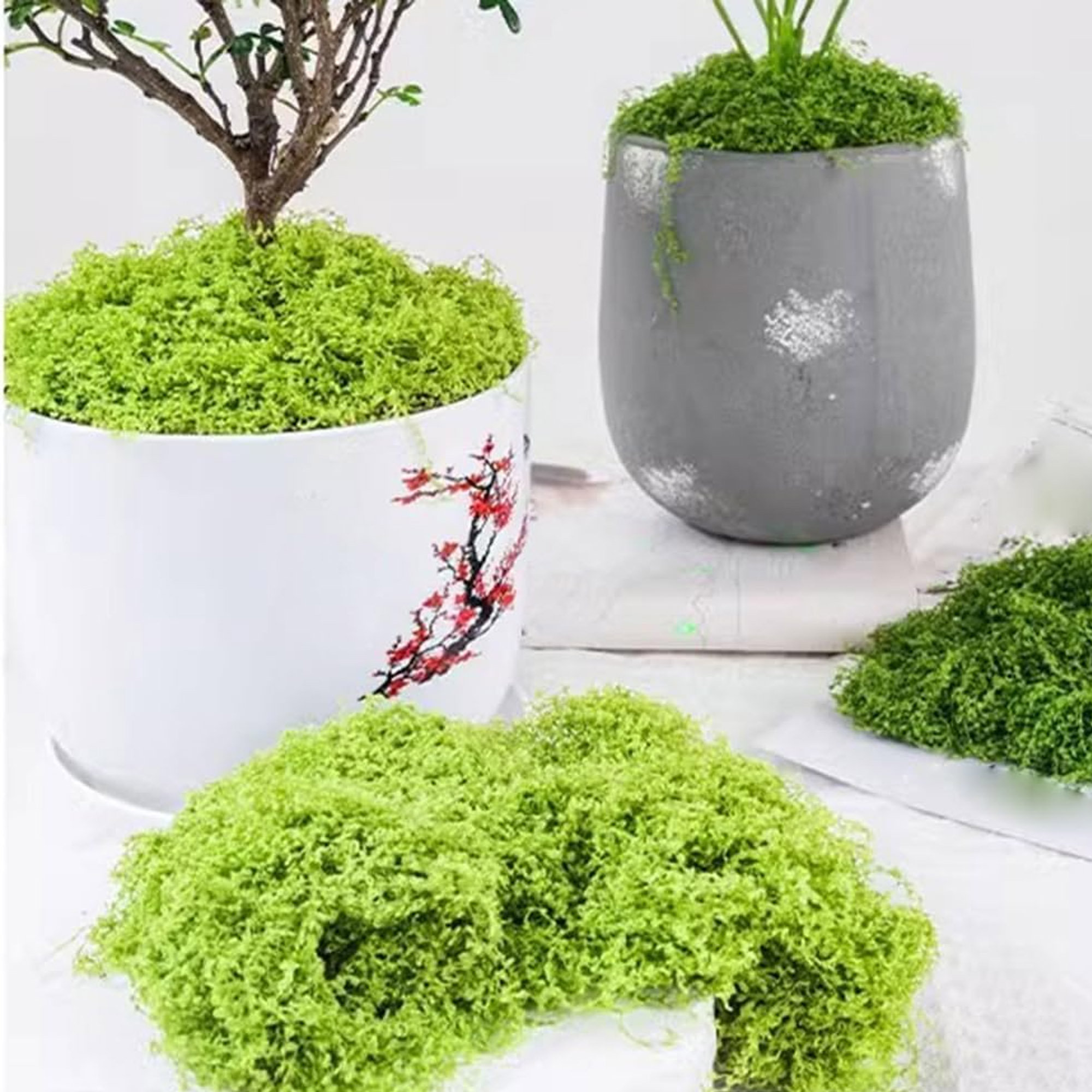 Primrue Moss Preserved Artificial Moss for Potted Plants Natural Fresh ...