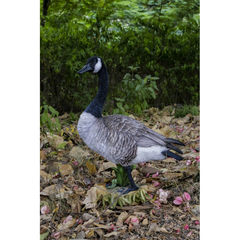 Hi-Line Gift Ltd. Standing Canada Goose Statue & Reviews | Wayfair