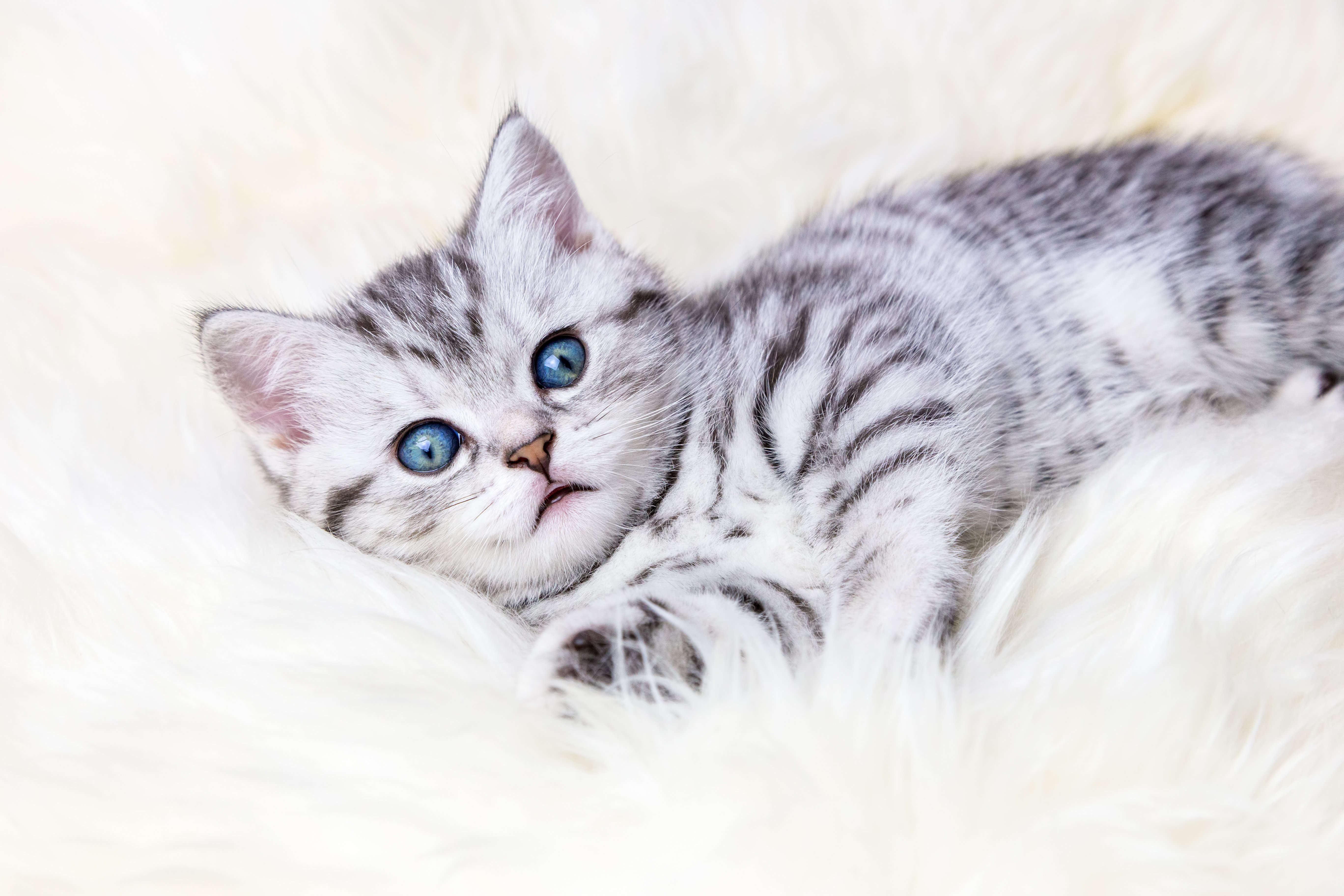Hokku Designs Wynantskill Young Silver Tabby by Ben-Schonewille ...