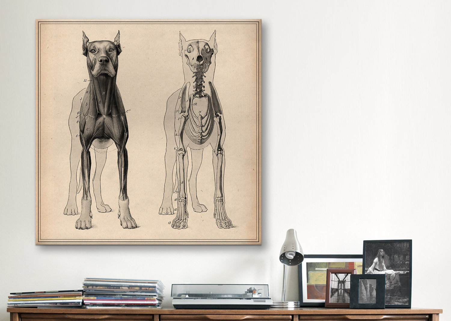 dog skeleton front view