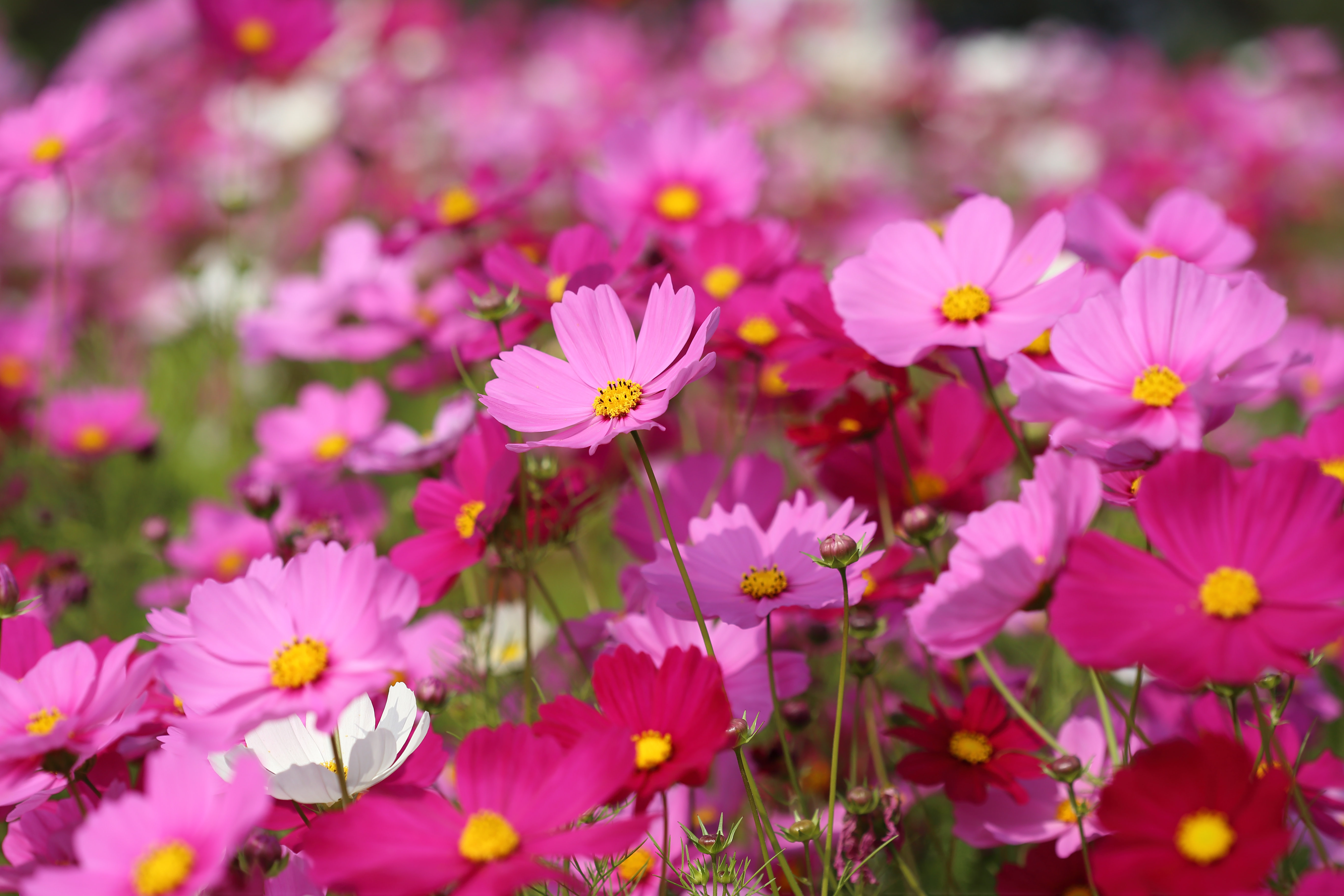 Ebern Designs Beautiful Cosmos Flower - Wrapped Canvas Photograph | Wayfair