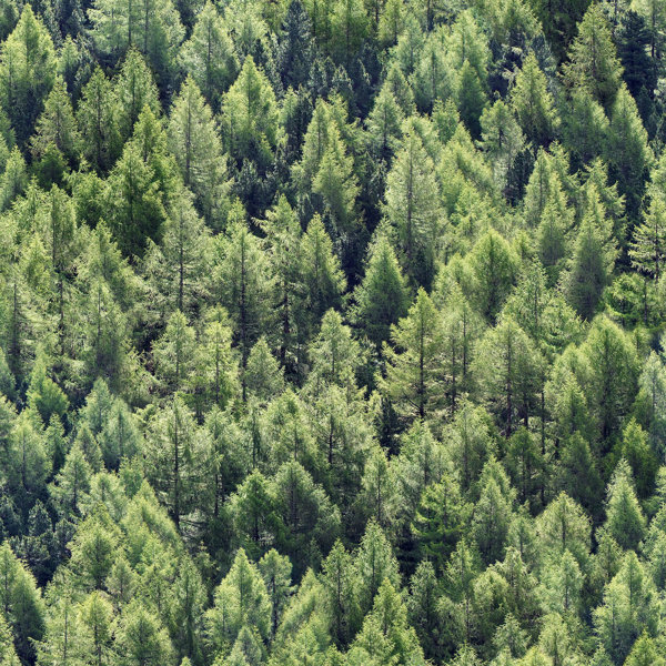 Galerie Wallcoverings Woods and Wicker Collection Green Pine Forest ...