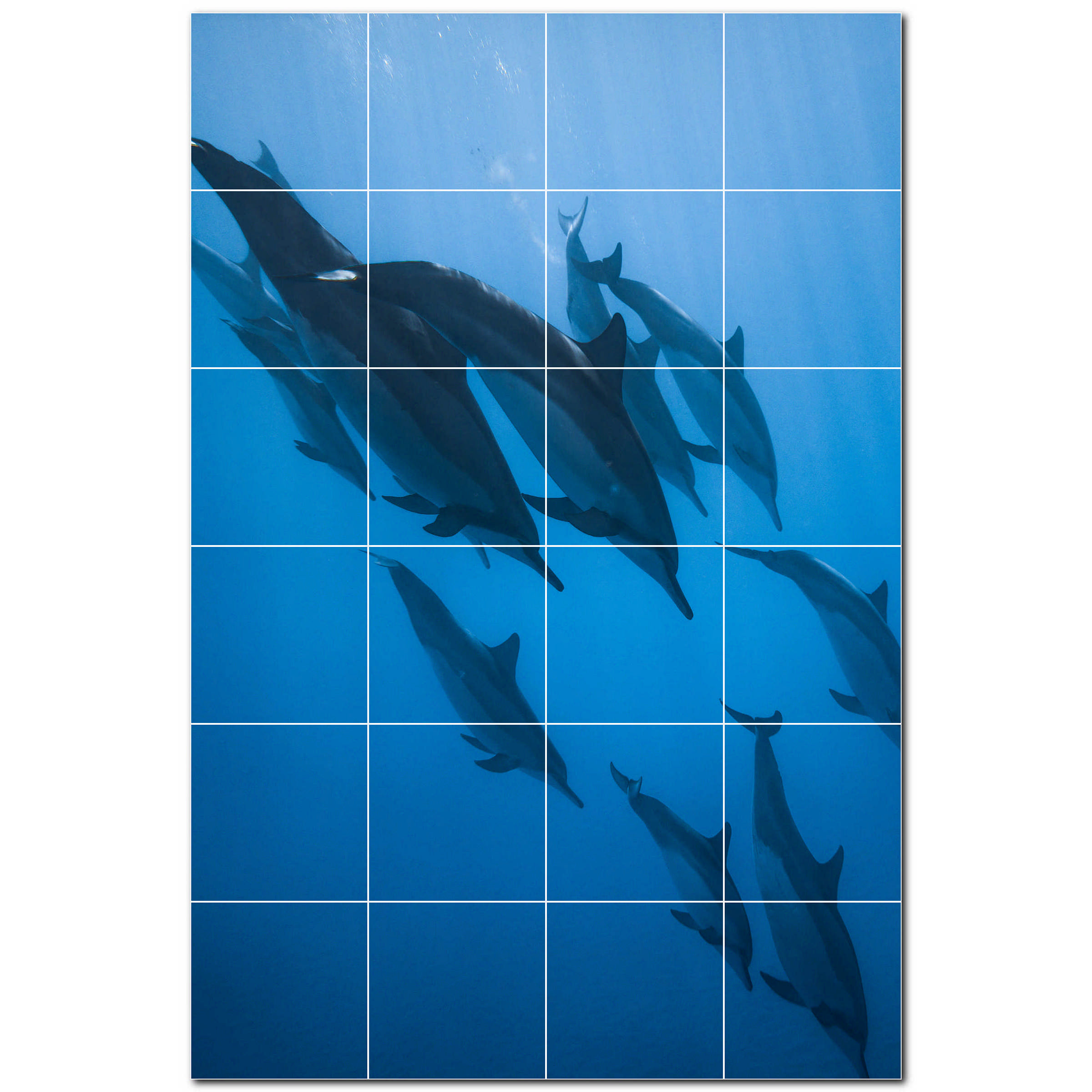Picture-Tiles.com Dolphin Photo 12'' x 12'' Satin Ceramic Decorative ...