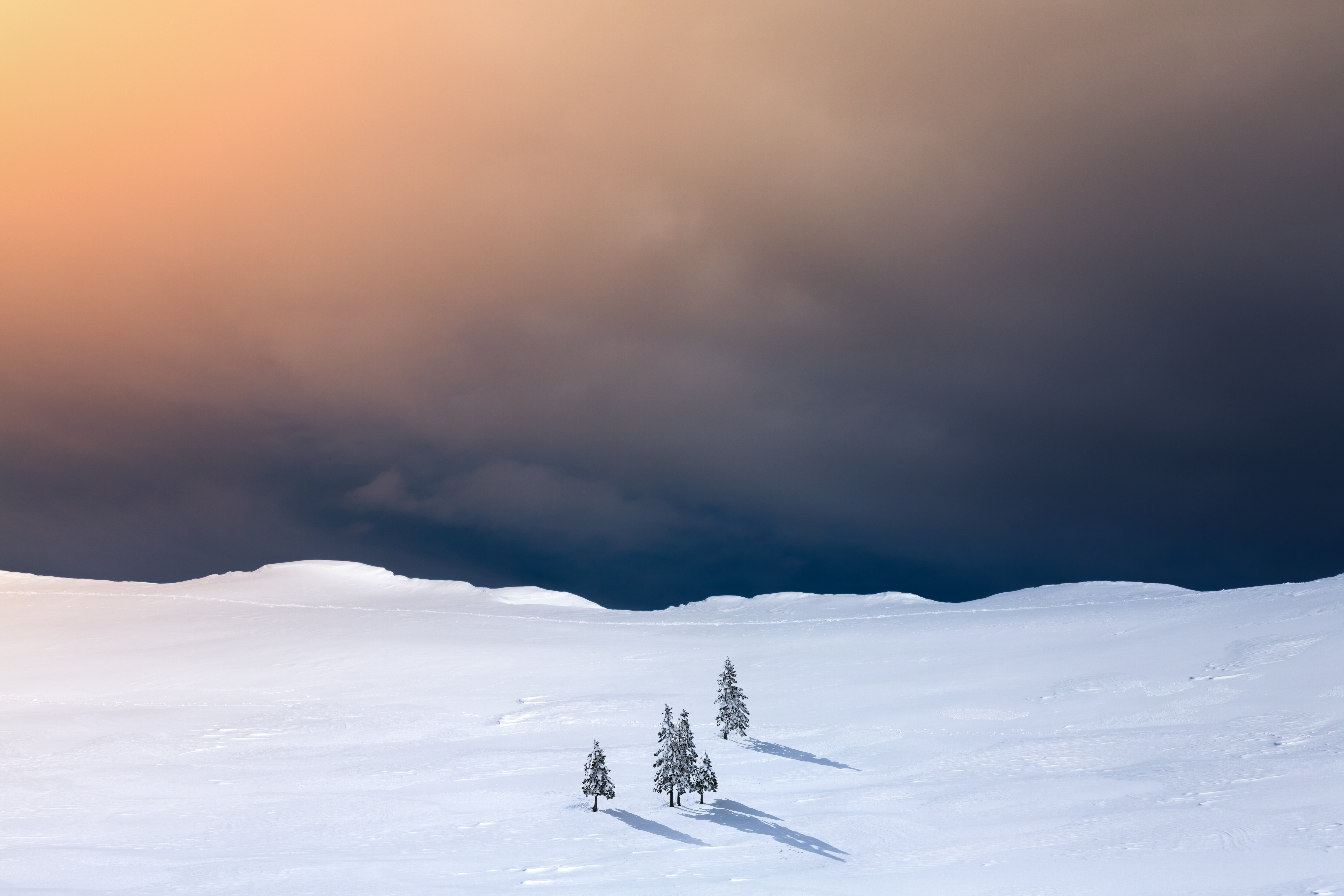 17 Stories Winter Landscape With Pine Trees by Borchee - Print ...