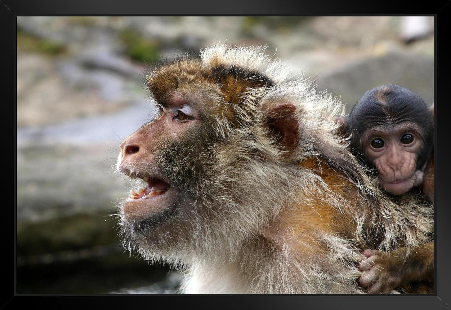 Latitude Run® Barbary Macaque Mother And Baby Primate Poster Monkey ...