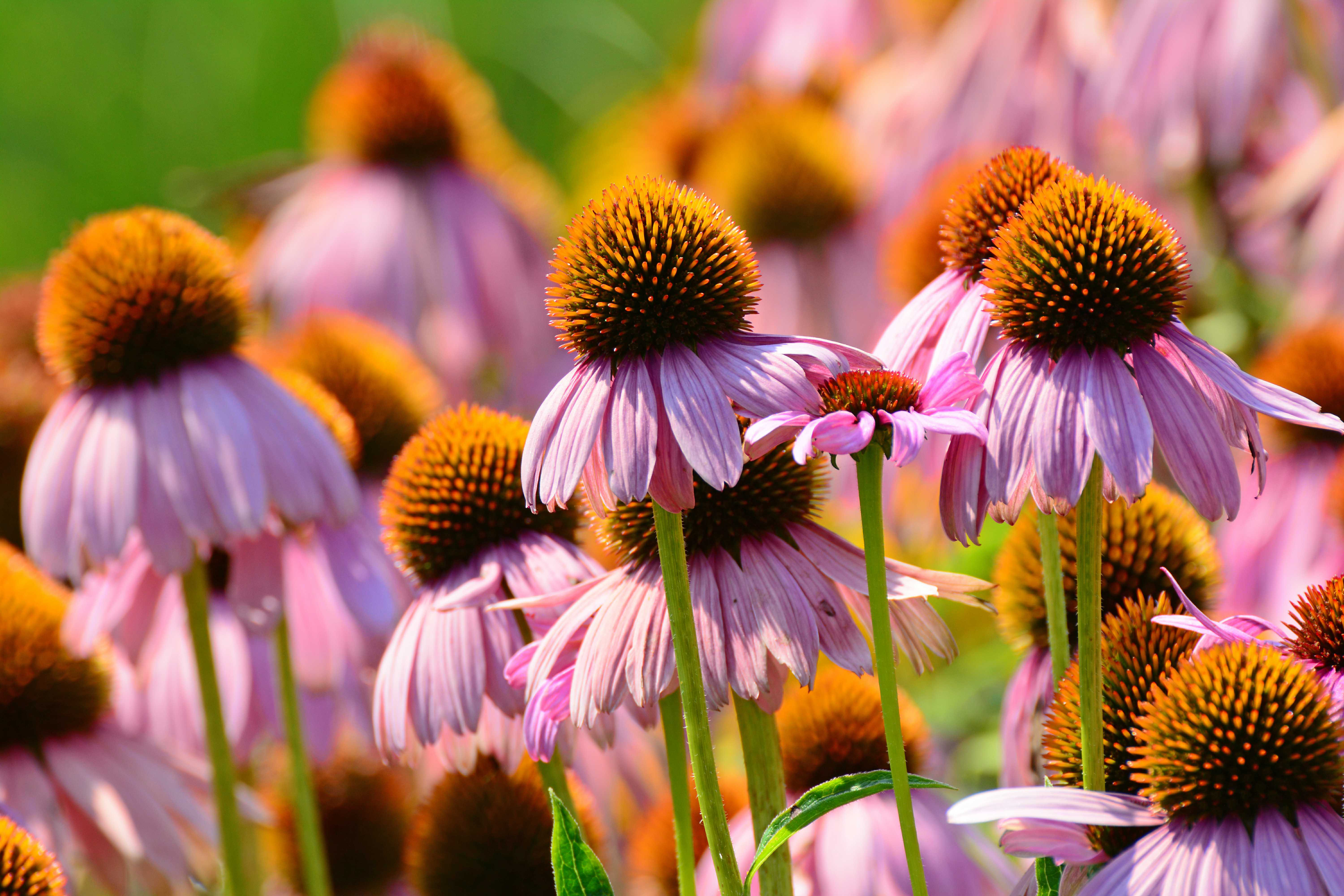 Ebern Designs Purple Coneflower - Wrapped Canvas Photograph | Wayfair
