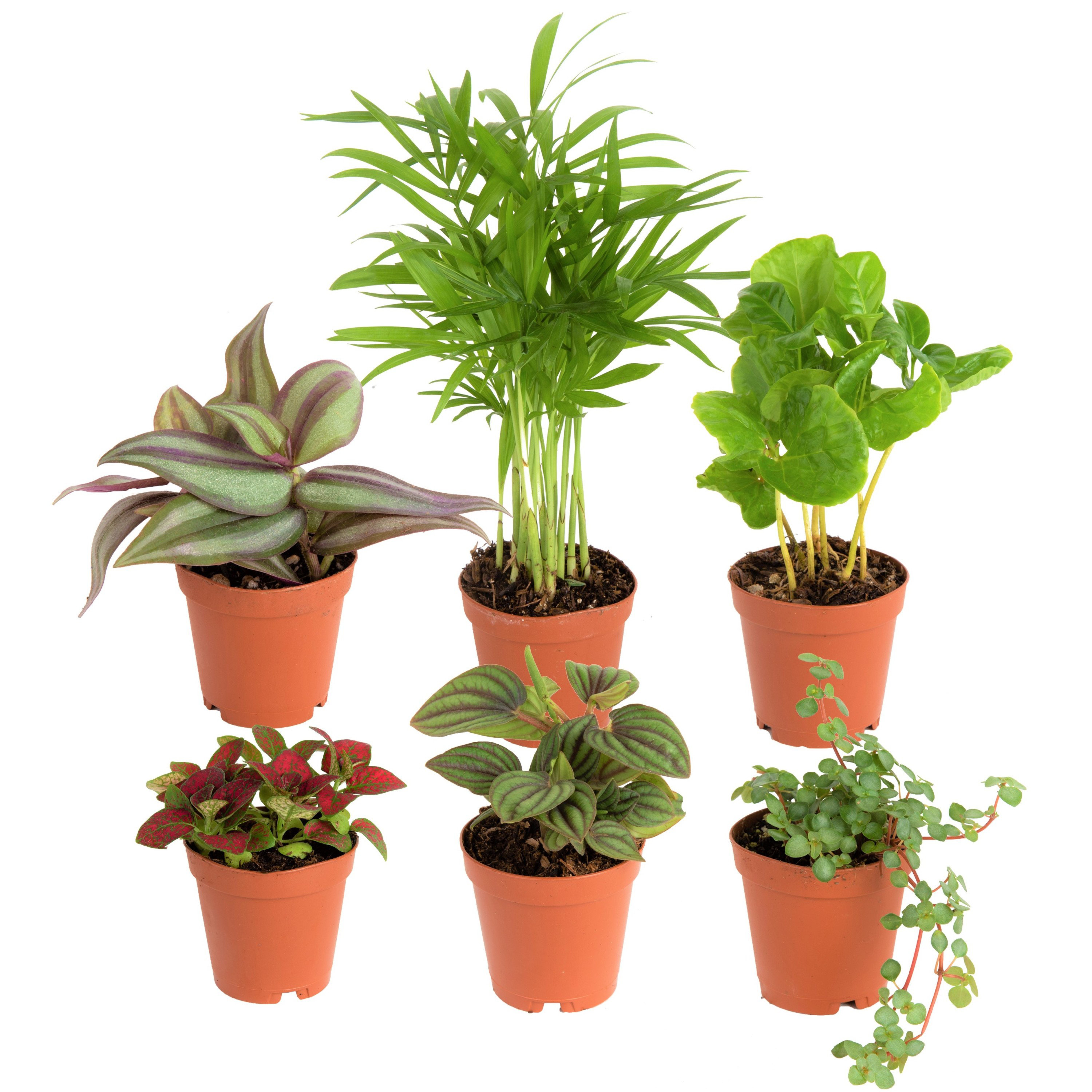 Costa Farms 6 Piece Costa Farms Live Mini Foliage Collection Low ...