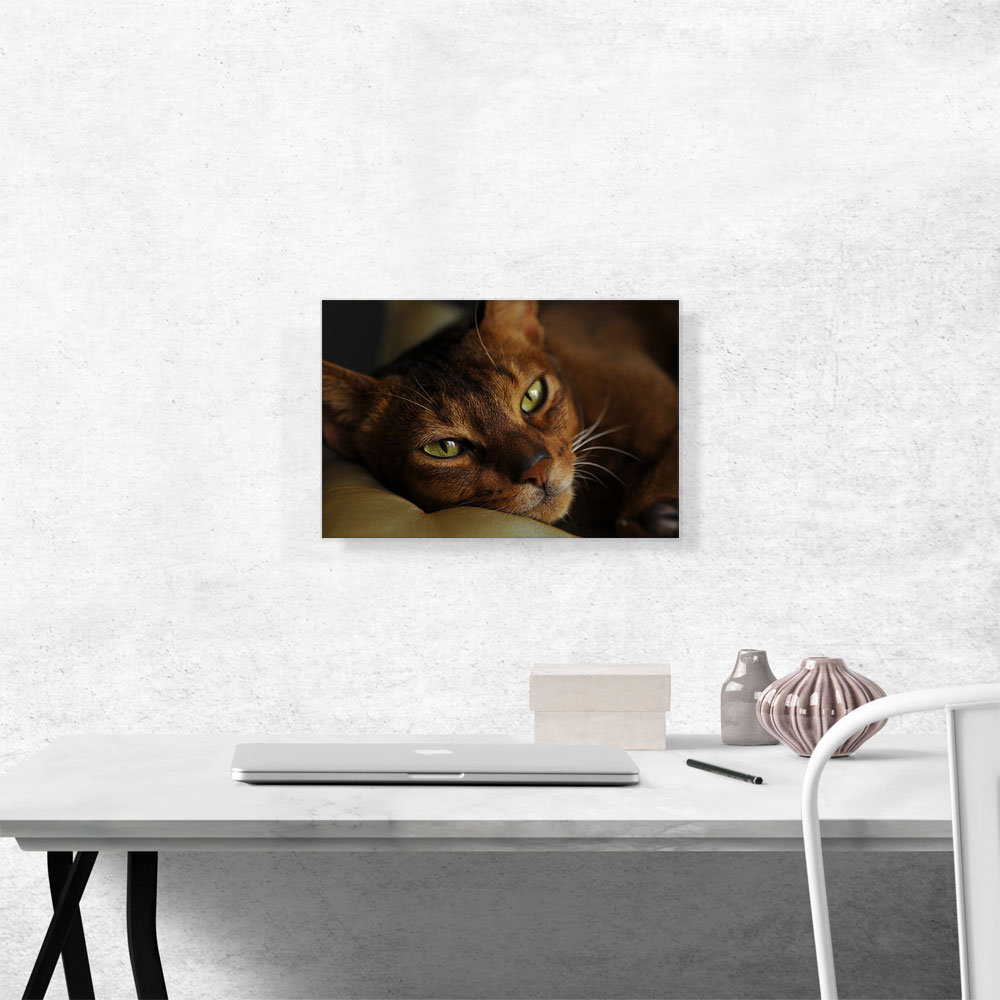 ARTCANVAS Abyssinian Cat Portrait - Wrapped Canvas Photograph Print ...