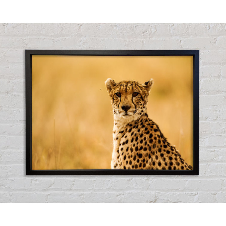 Bright Star Proud Cheetah - Single Picture Frame Art Prints on Canvas ...