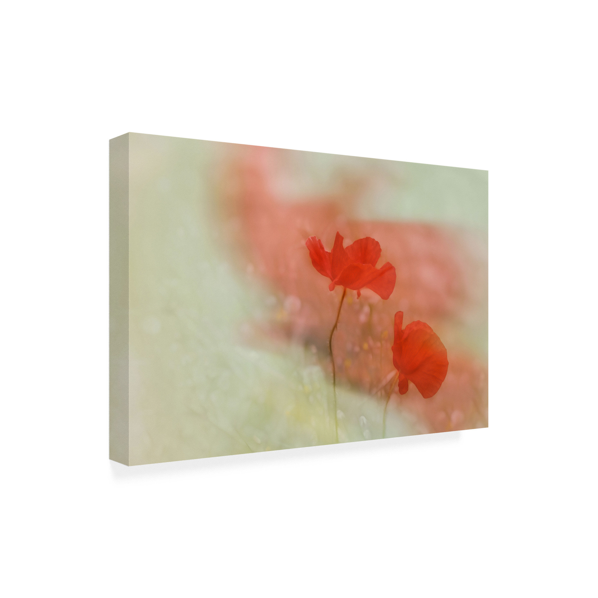 Trademark Fine Art Modern & Contemporary Poppy 2 On Canvas by Marie ...