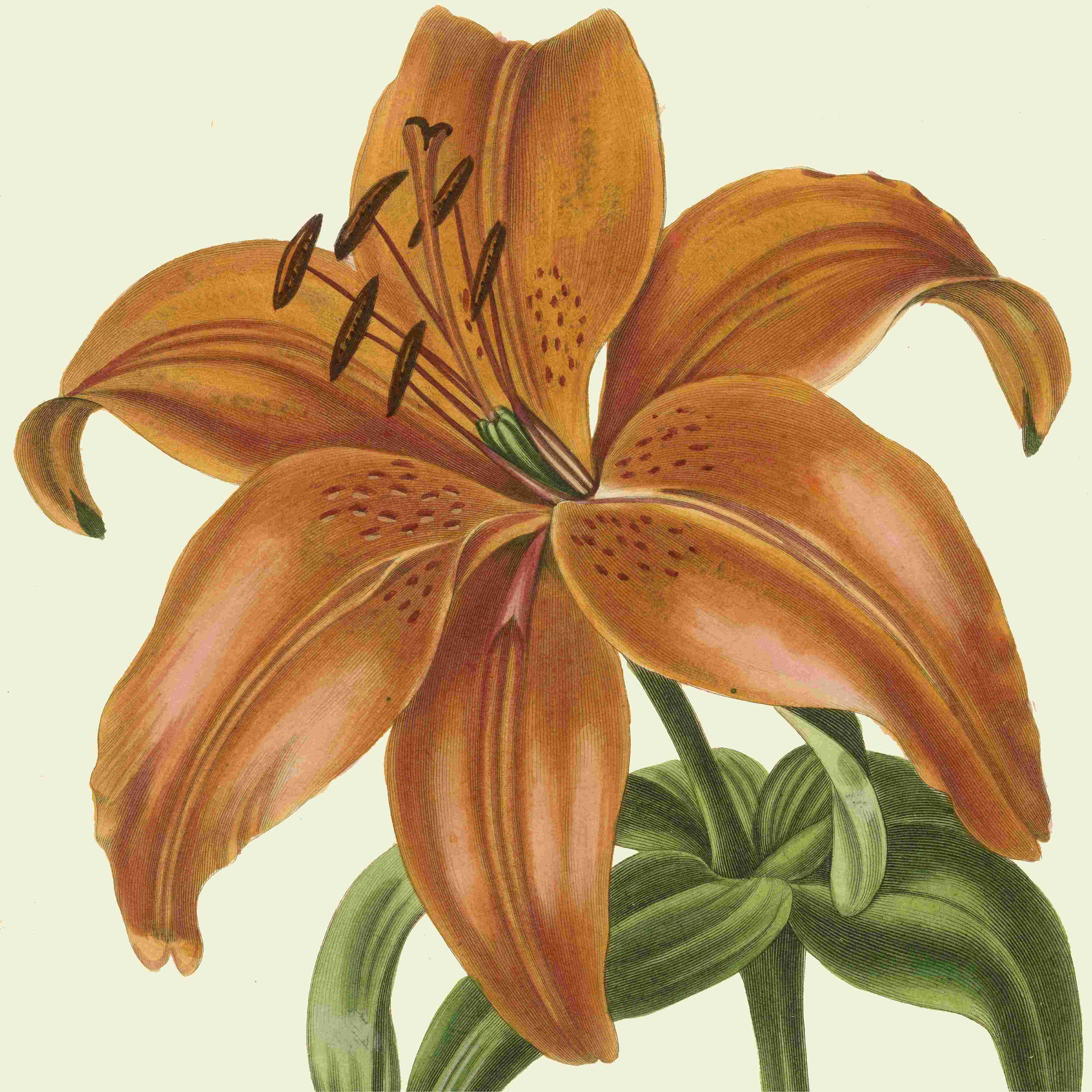 Red Barrel Studio® Tropical Vision IV (JP) | Wayfair