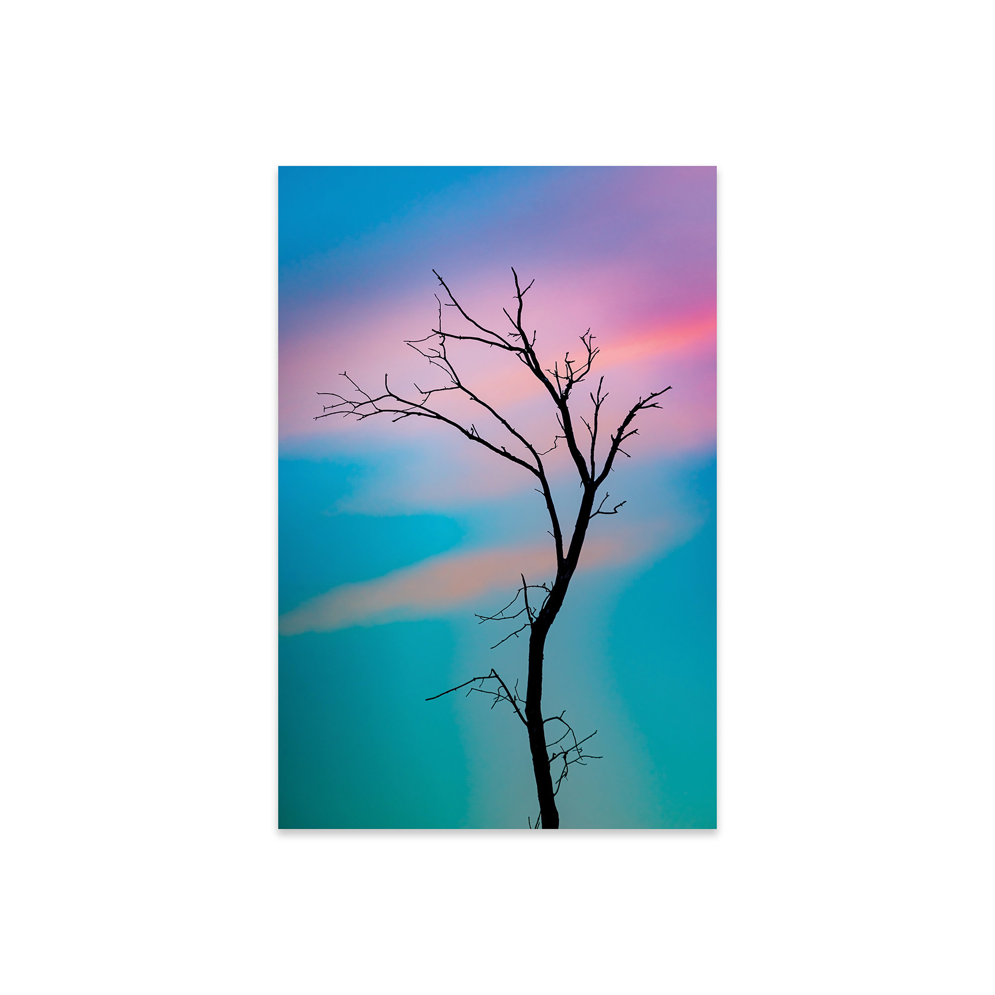Ebern Designs Cotton Candy Sky Tree Outline On Plastic/Acrylic by Nik ...
