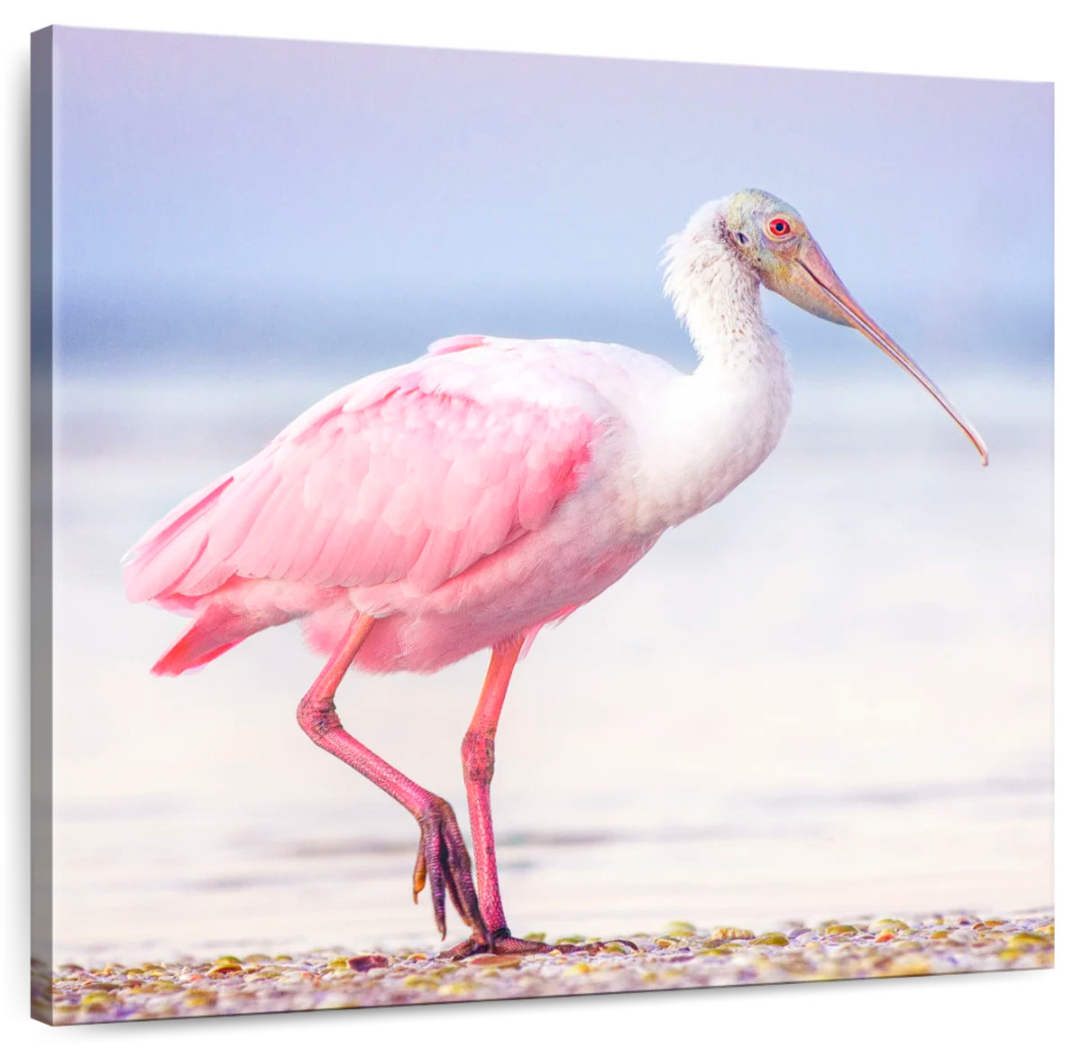 Ebern Designs Brampt Pink Spoonbill Bird - Wayfair Canada