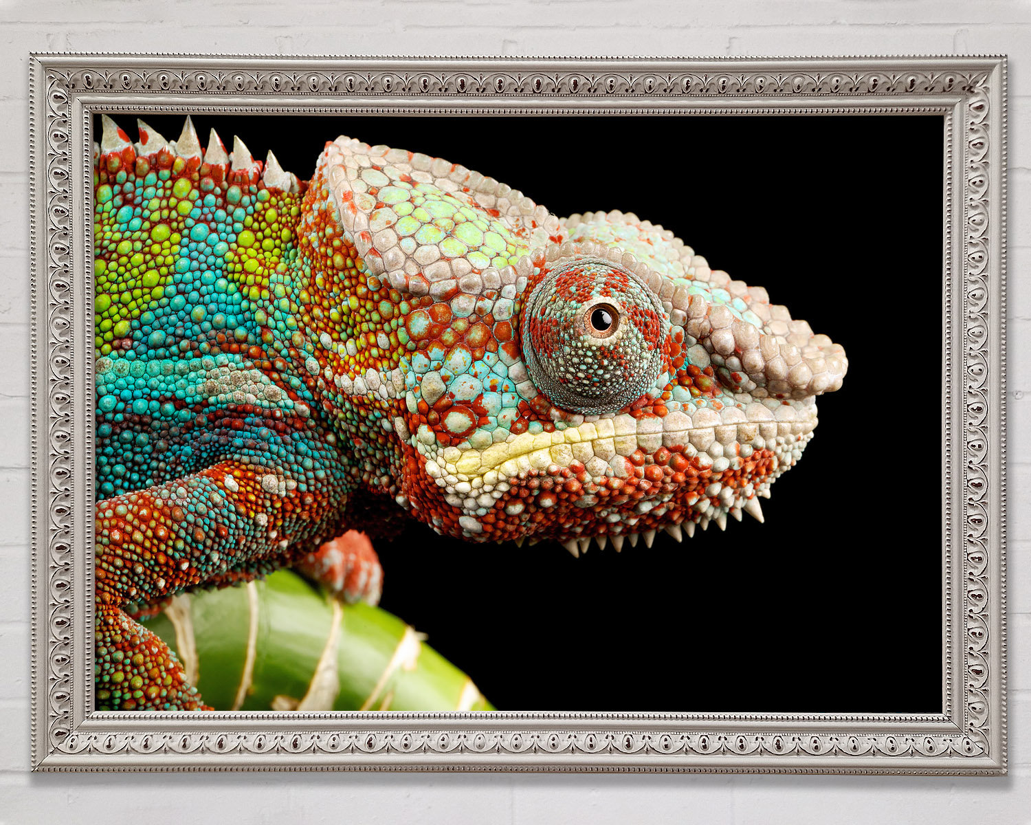 Bright Star Chameleon Face Framed Print | Wayfair.co.uk