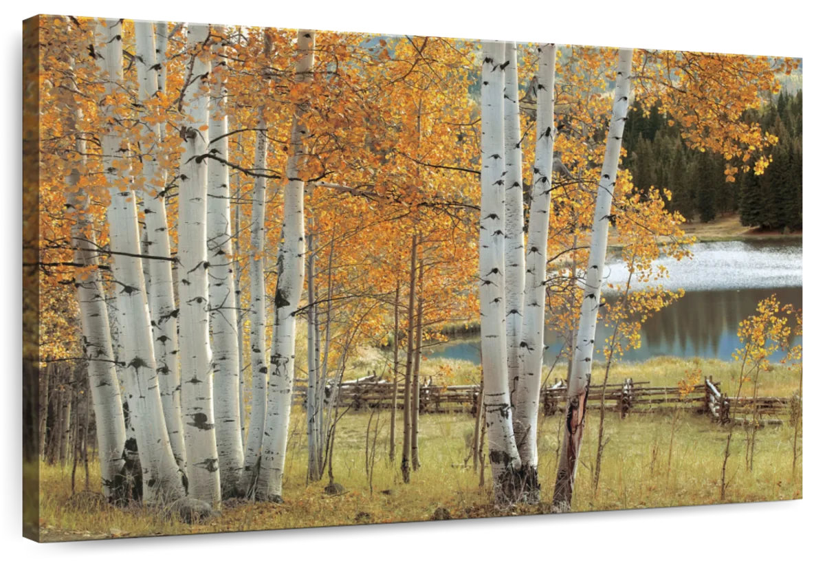 Millwood Pines Alvord Birch Beauty | Wayfair