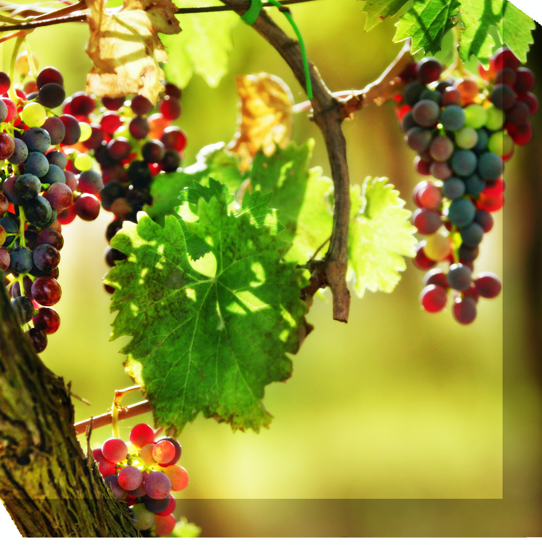 West of the Wind Outdoor Canvas Art Agosto Outdoor | Wayfair