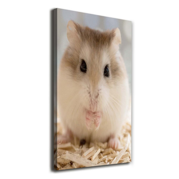 Ebern Designs Hamster - Wrapped Canvas Art Prints | Wayfair.co.uk