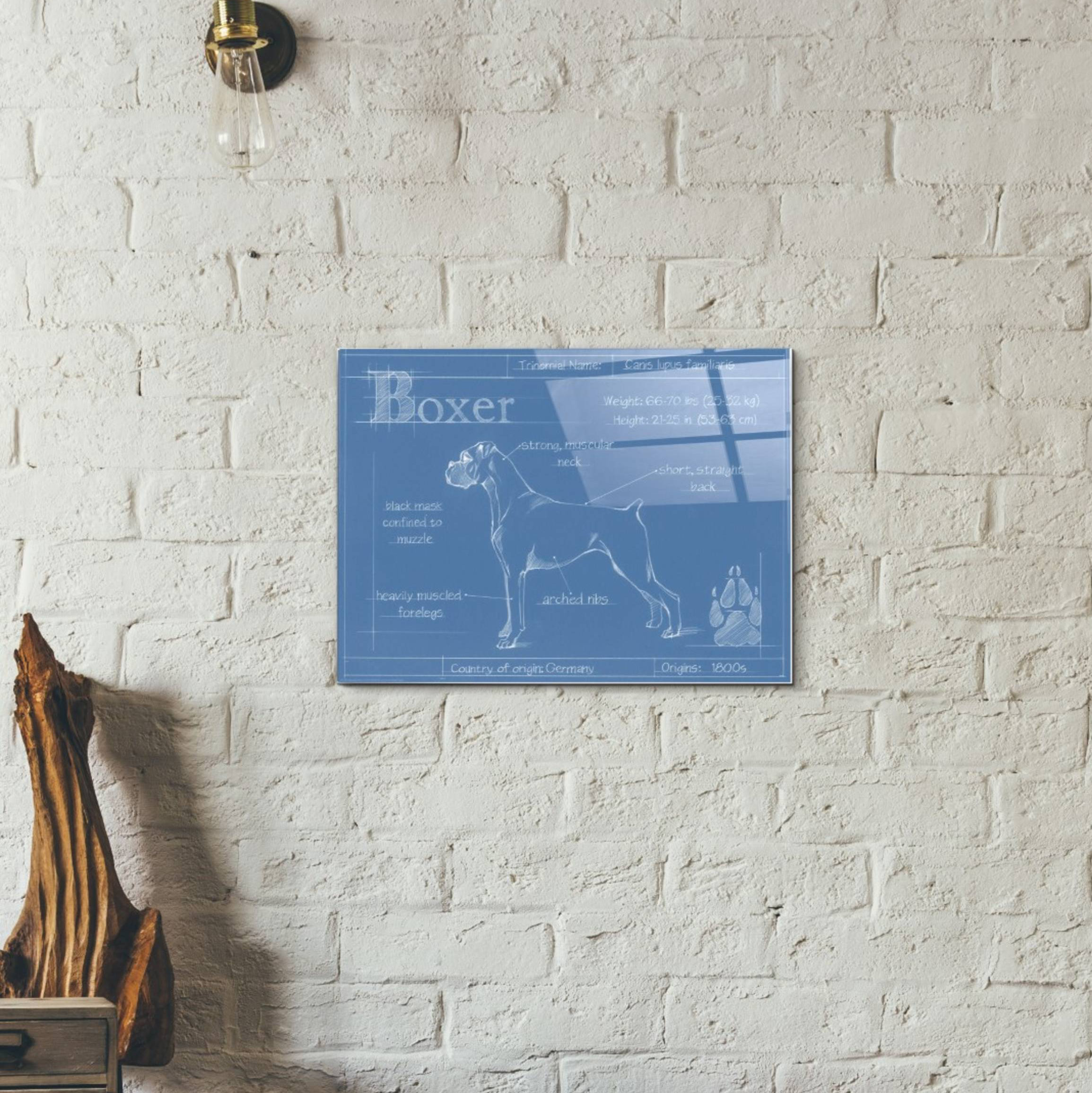 Trinx 'Blueprint Boxer' By Ethan Harper Acrylic Glass Wall Art, 16"X24 ...