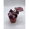 Florida House Plants Raspberry Beret Begonia Rex 4 Inch PaintedLeaf ...