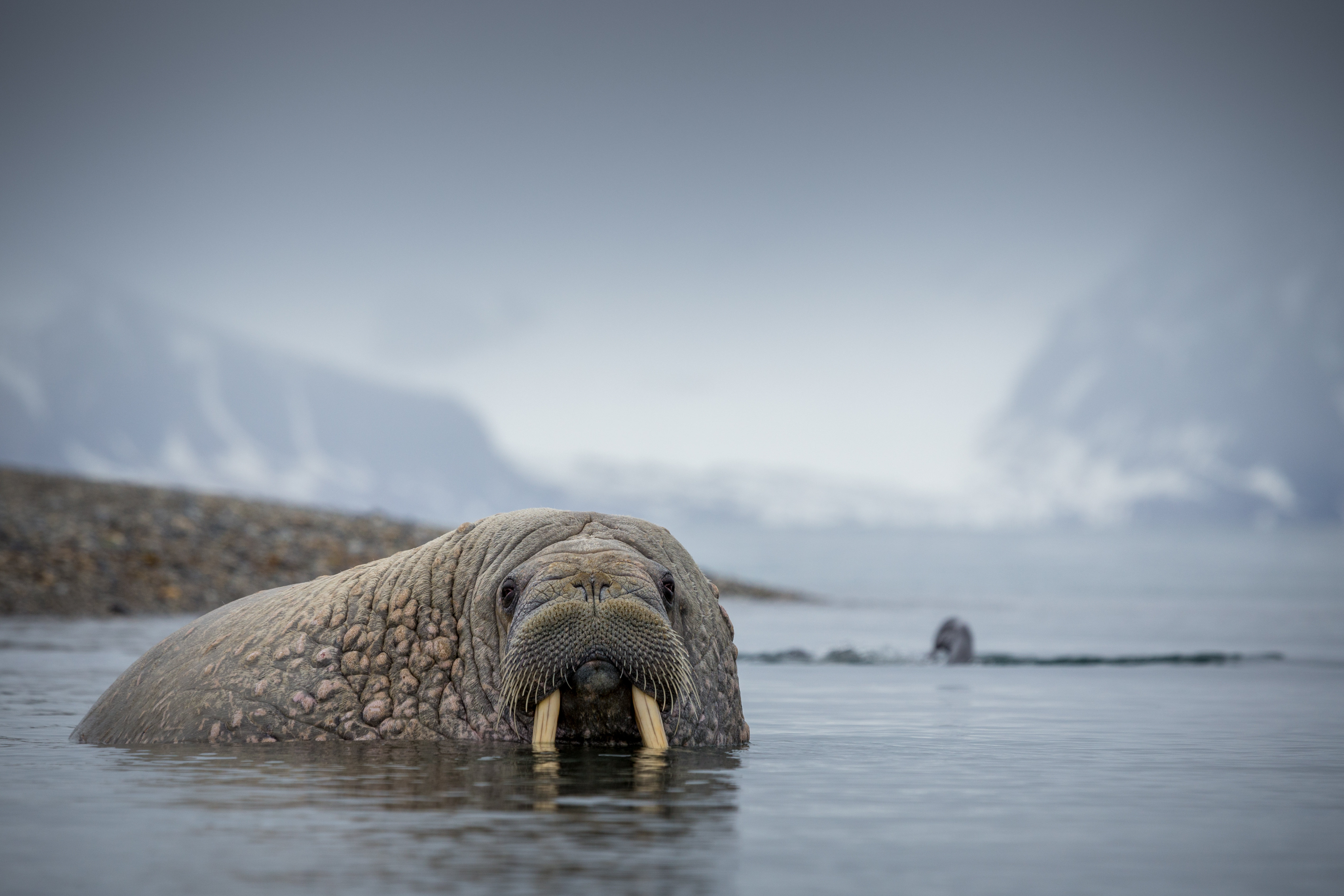 Latitude Run® Walrus in Water by Mikeuk - Wayfair Canada