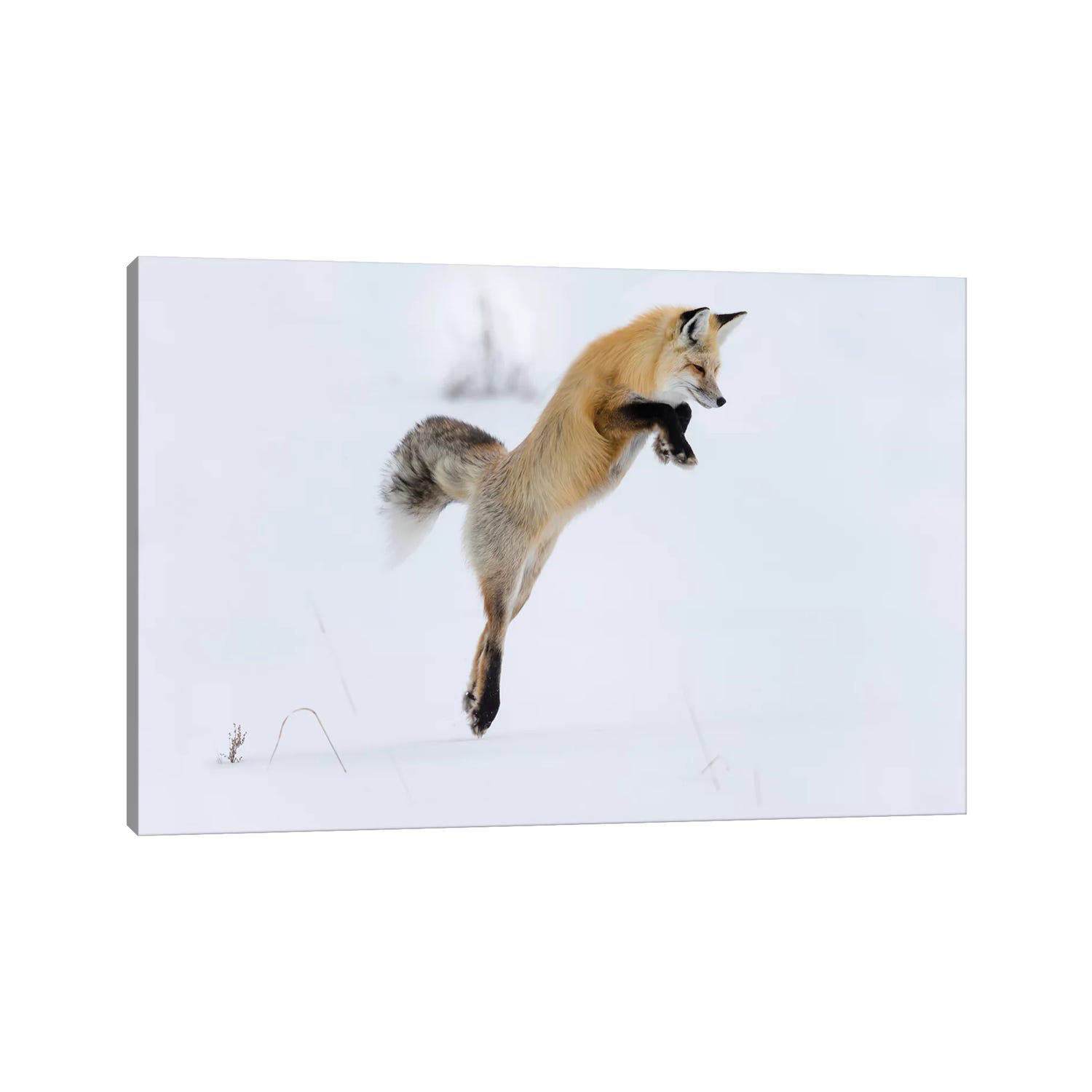 Alpen Home A Red Fox Leaping to Break Through the Snow to Get a Rodent ...