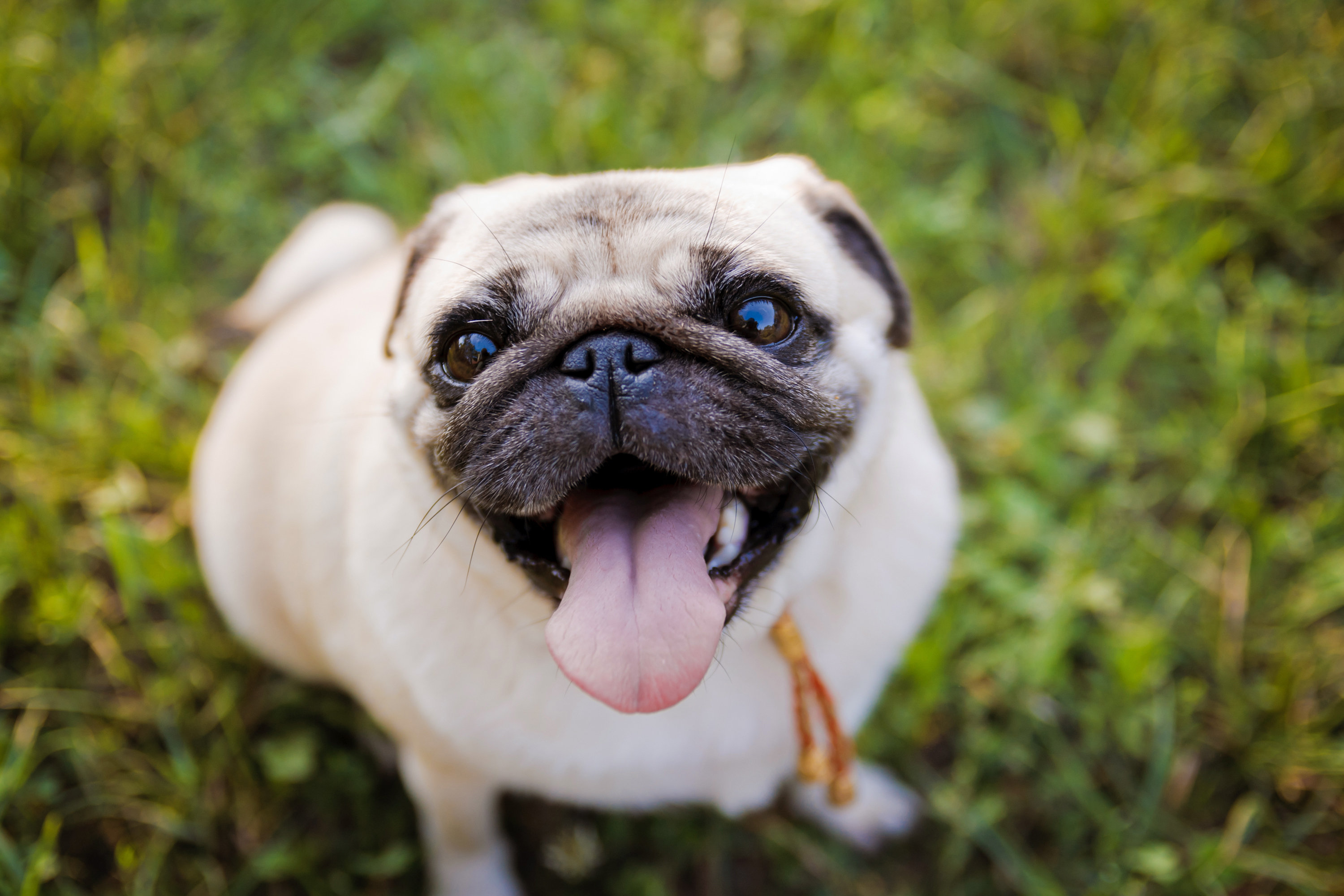 Latitude Run® Funny Pug in Summer Park by O_Sa - Wayfair Canada