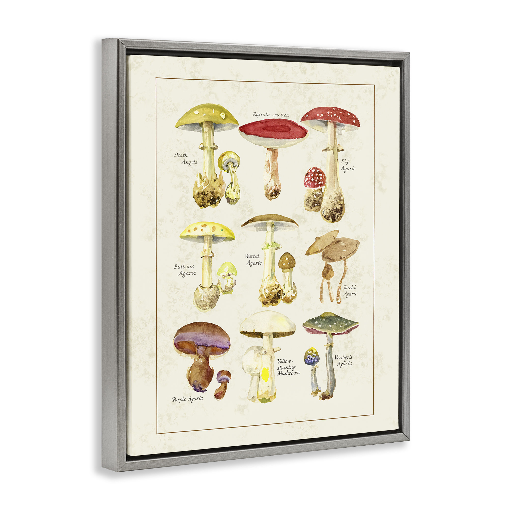 Hokku Designs Various Mushroom Specimen Floating Frame, design by Tina ...