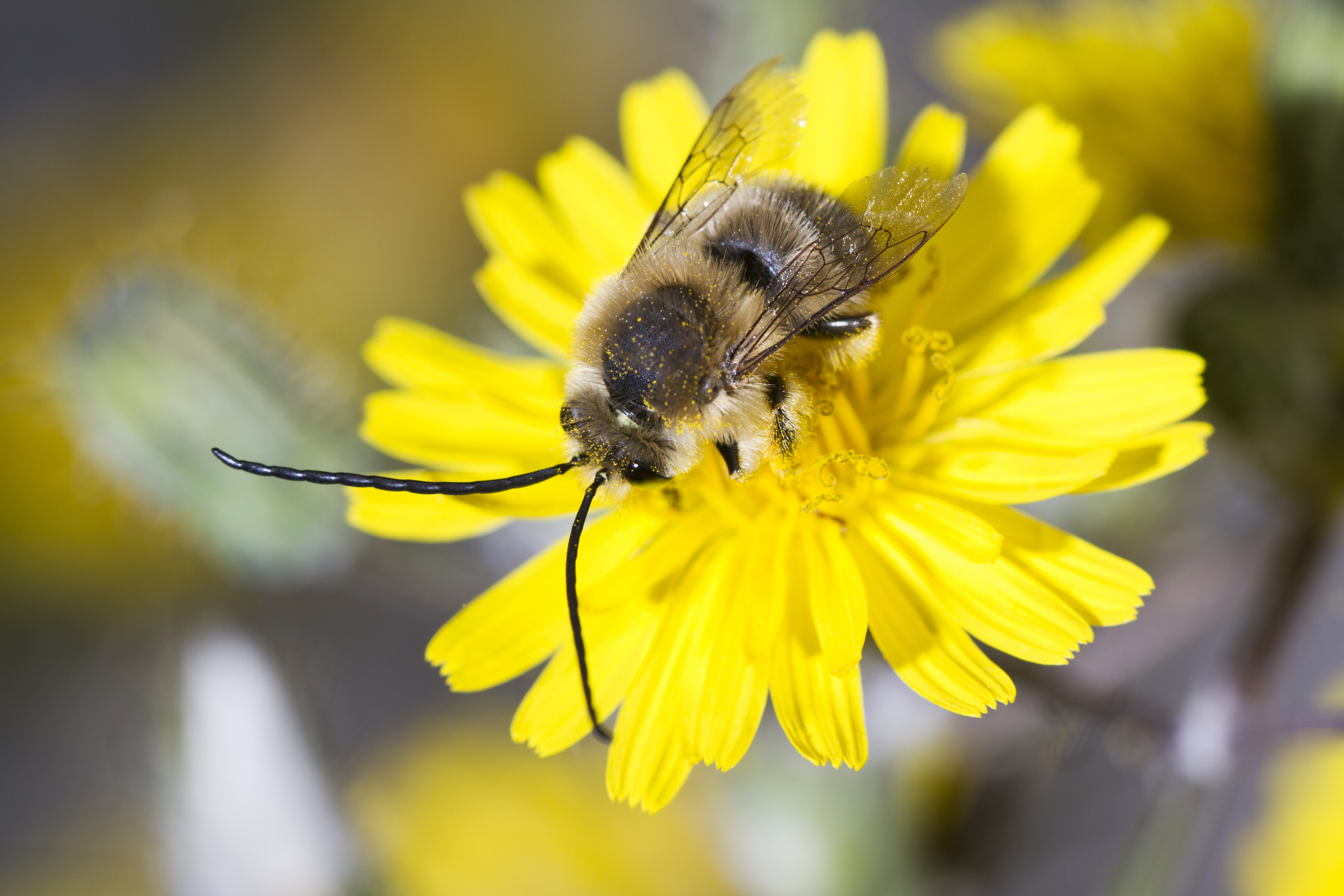 Gracie Oaks Flakron Bee On A Flower | Wayfair