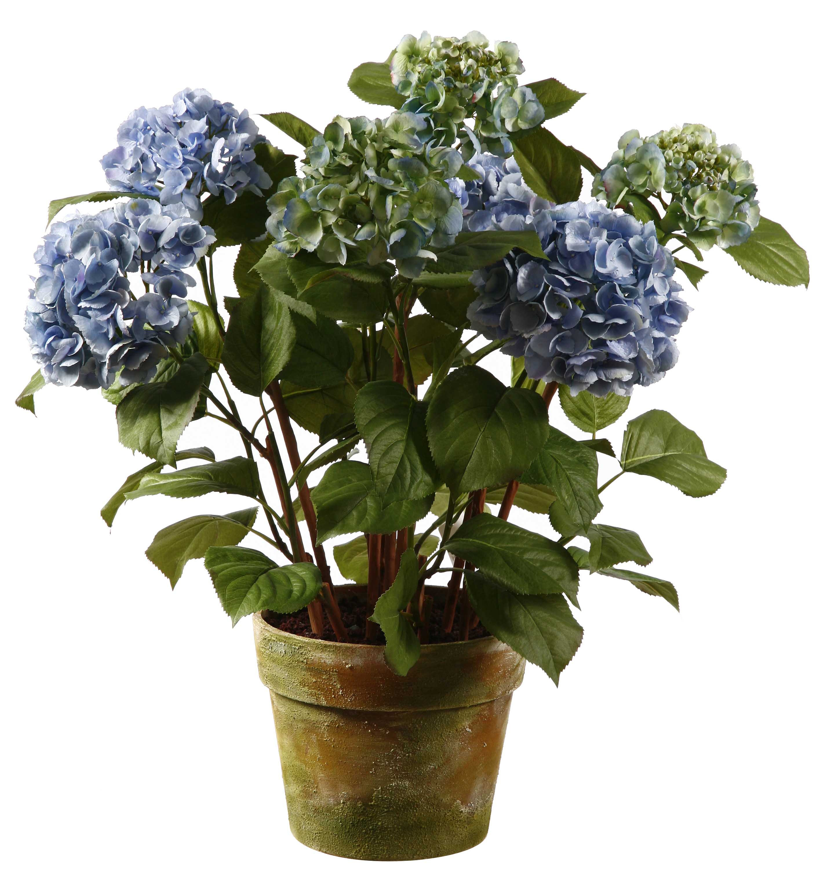 August Grove® Hydrangea Centerpiece in Pot & Reviews | Birch Lane