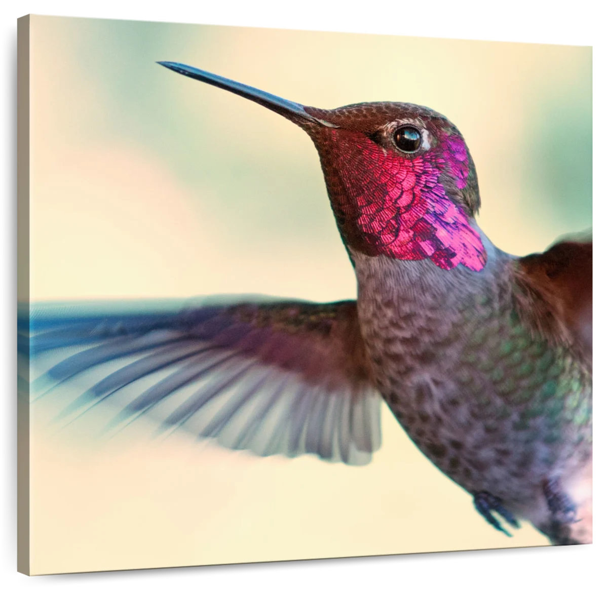 Ebern Designs Crowle Flying Anna's Hummingbird | Wayfair