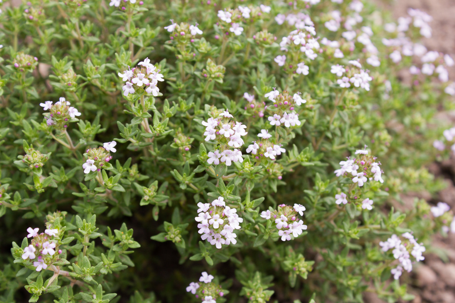 Hokku Designs Medicinal And Aromatic Plant.(Thyme) | Wayfair