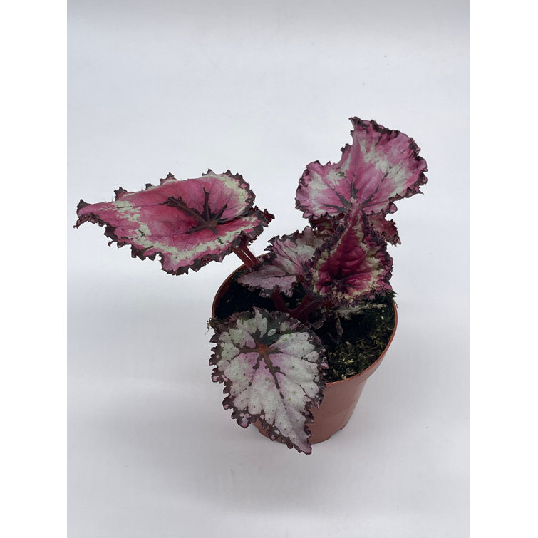 Florida House Plants Raspberry Beret Begonia Rex 4 Inch PaintedLeaf ...