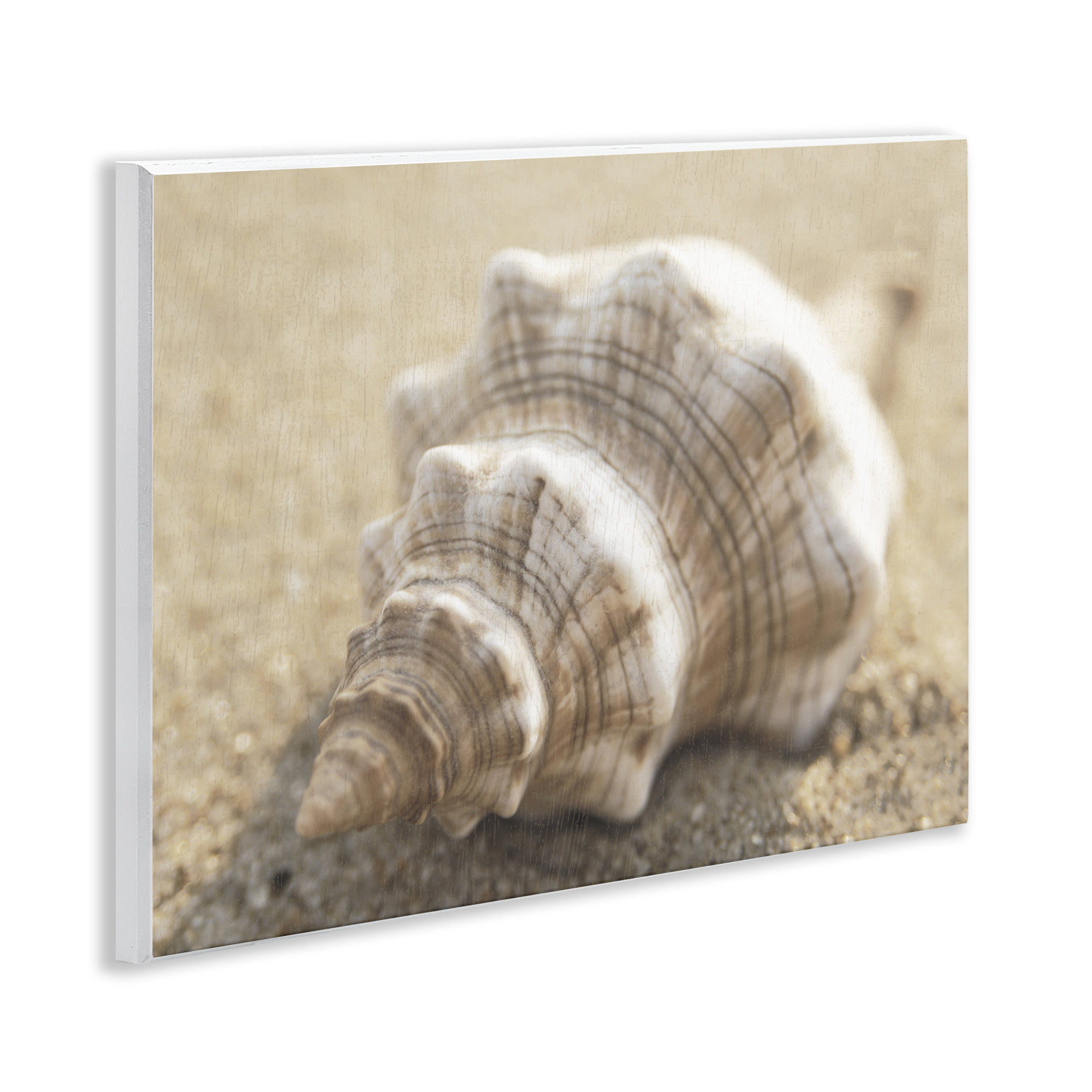 Highland Dunes Neutral Tone Conch Shell Wall Plaque, design by Dora ...