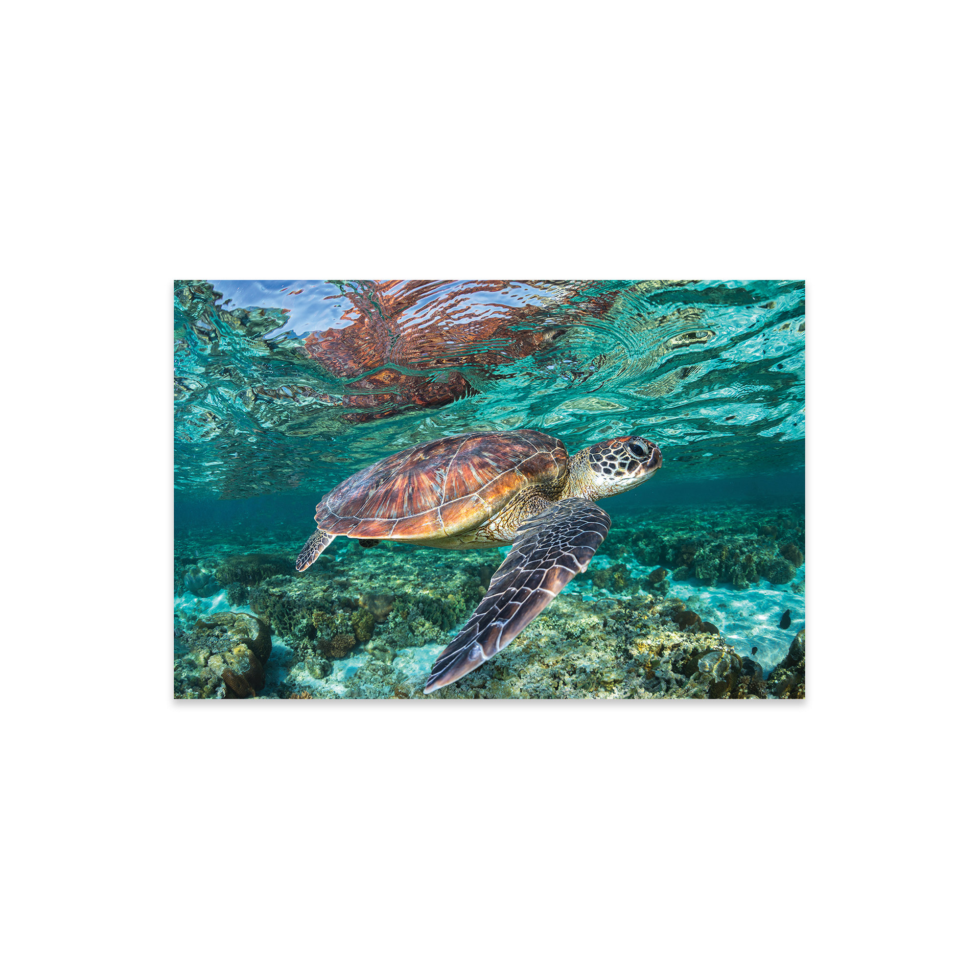 Bay Isle Home™ Barnegat The Reef Wanderer On Plastic/Acrylic by Jordan ...