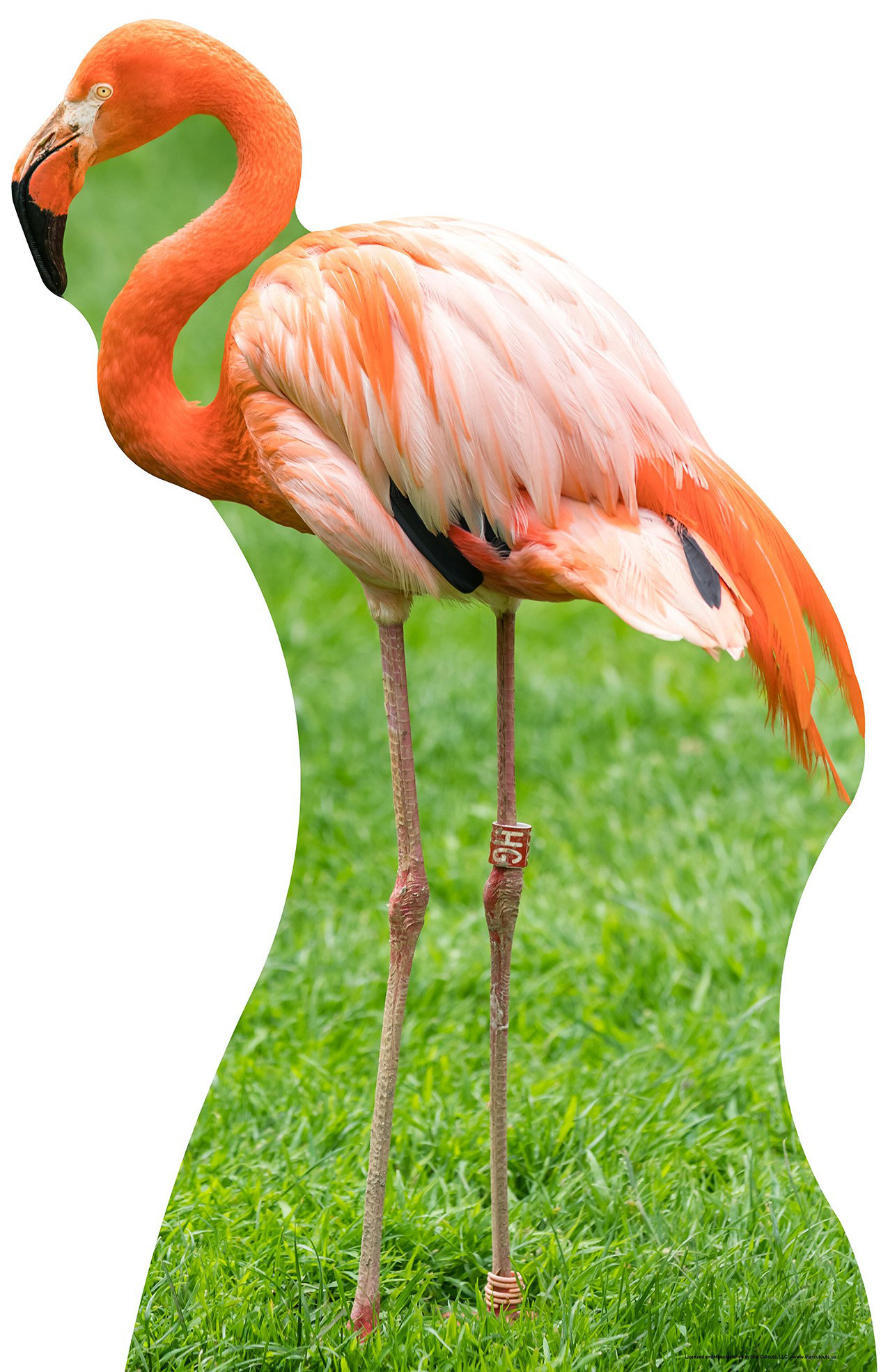 Star Cutouts Flamingo Cardboard Standup - Wayfair Canada