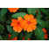 17 Stories Lavona New Guinea Impatiens by L-Hamilton - Wrapped Canvas ...